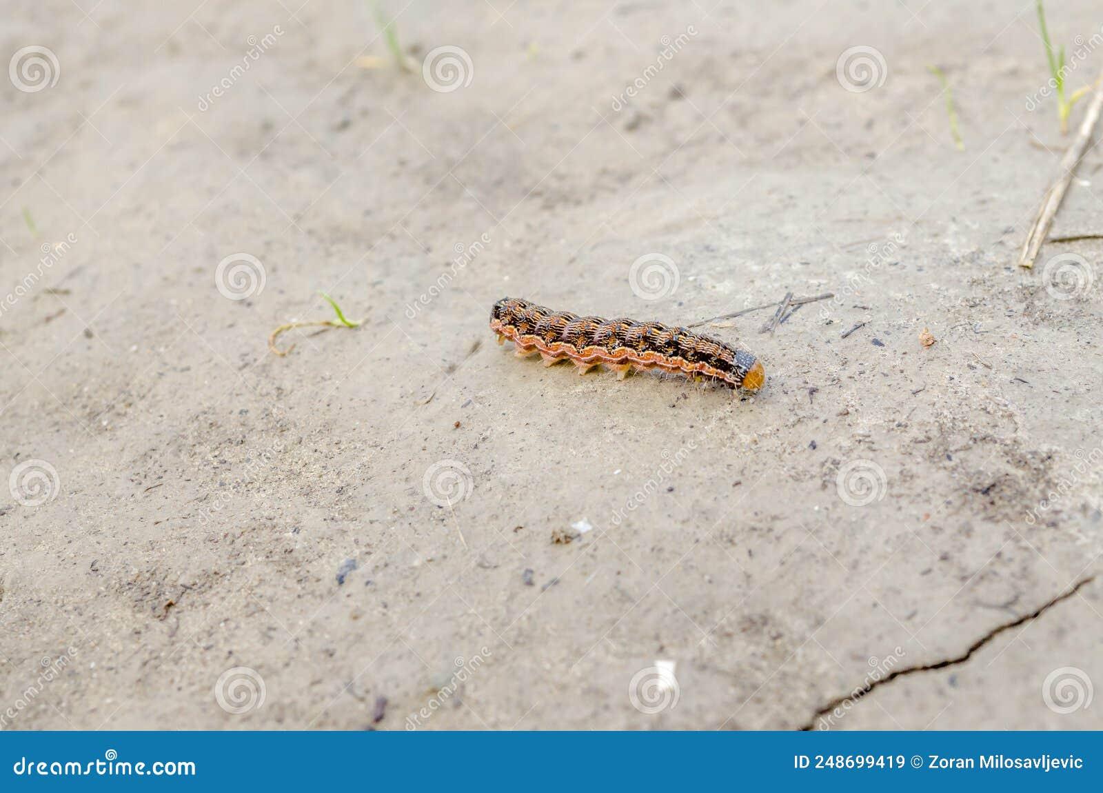 A caterpillar in a field stock image. Image of insect - 248699419