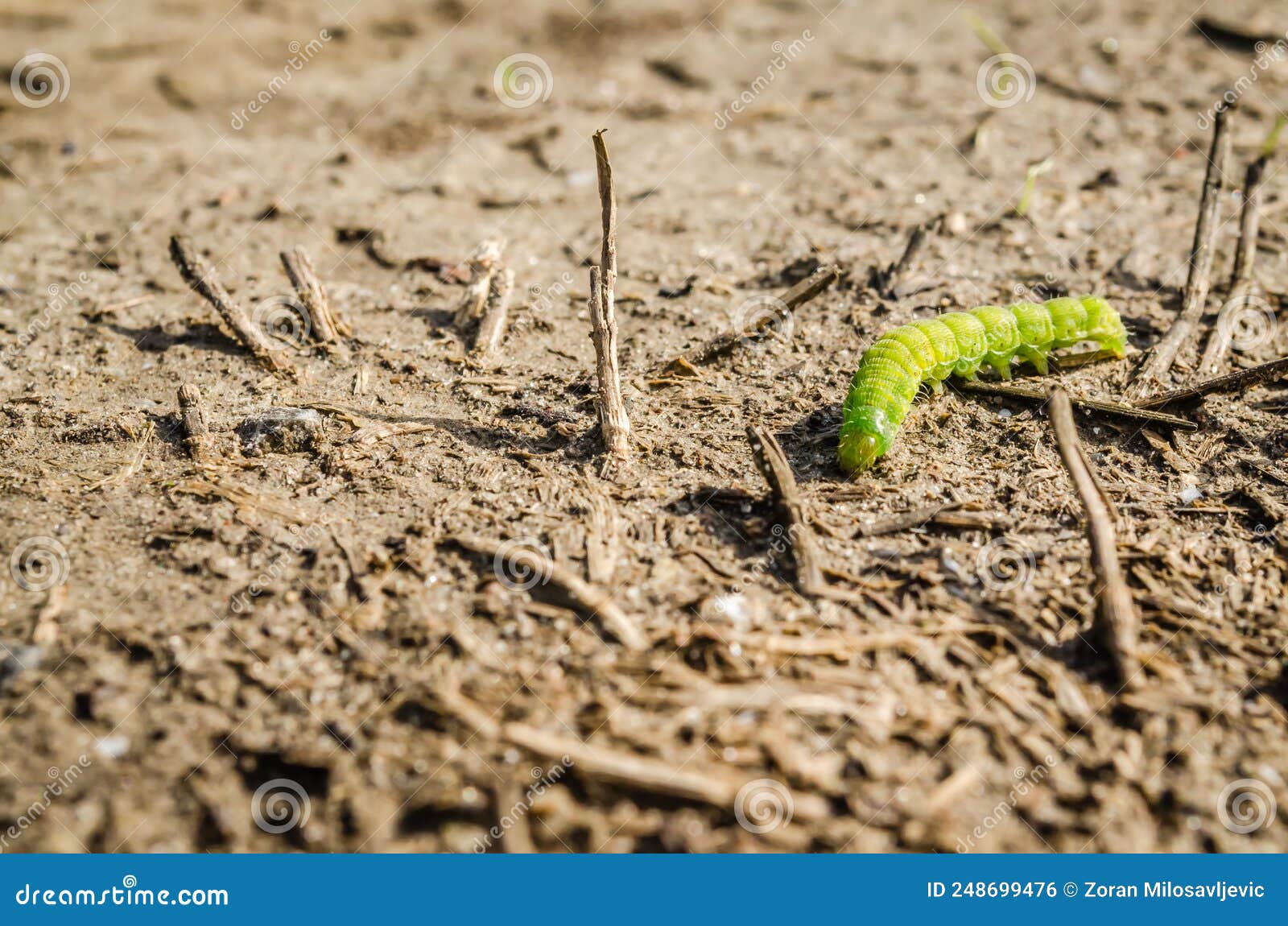 A caterpillar in a field stock photo. Image of climbing - 248699476