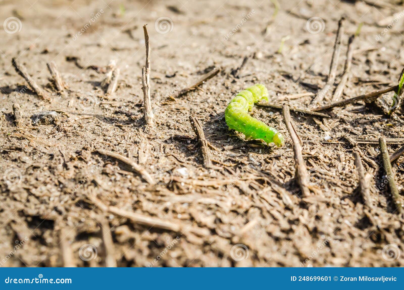A caterpillar in a field stock image. Image of crawl - 248699601