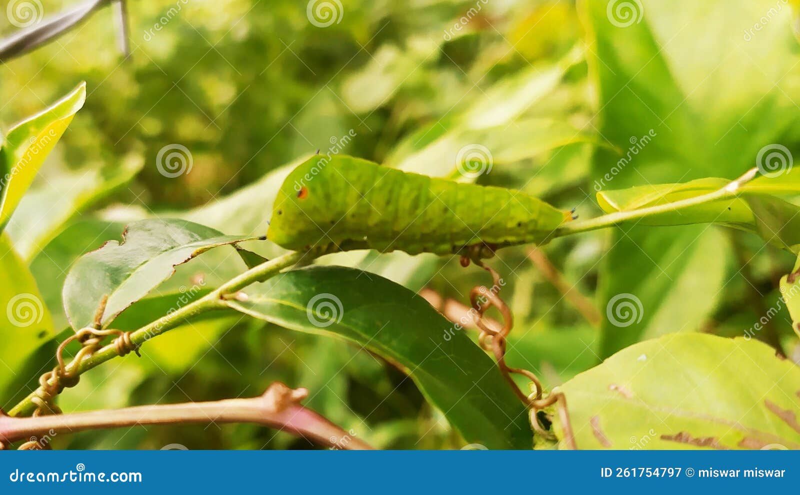 Caterpillar Forest Green Leaf Natural Stock Image - Image of natural ...