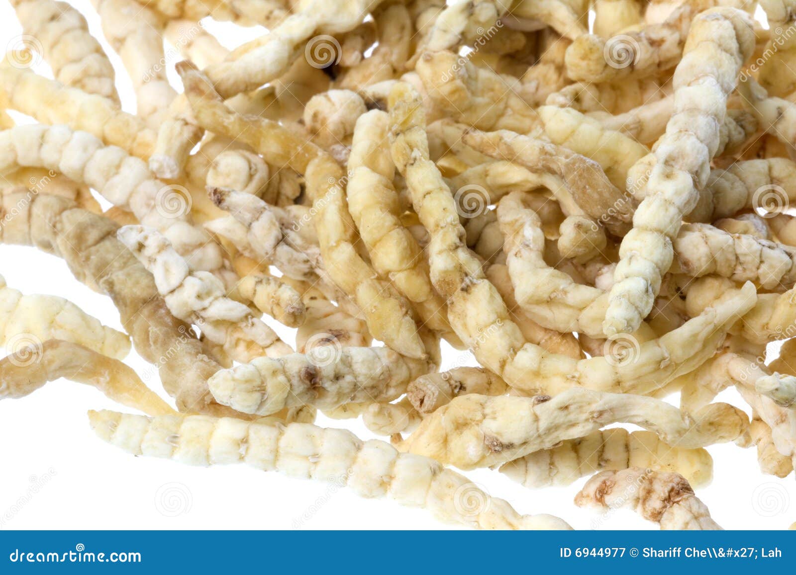 Caterpillar Fungus Isolated Stock Image - Image of aweto, closeup: 6944977