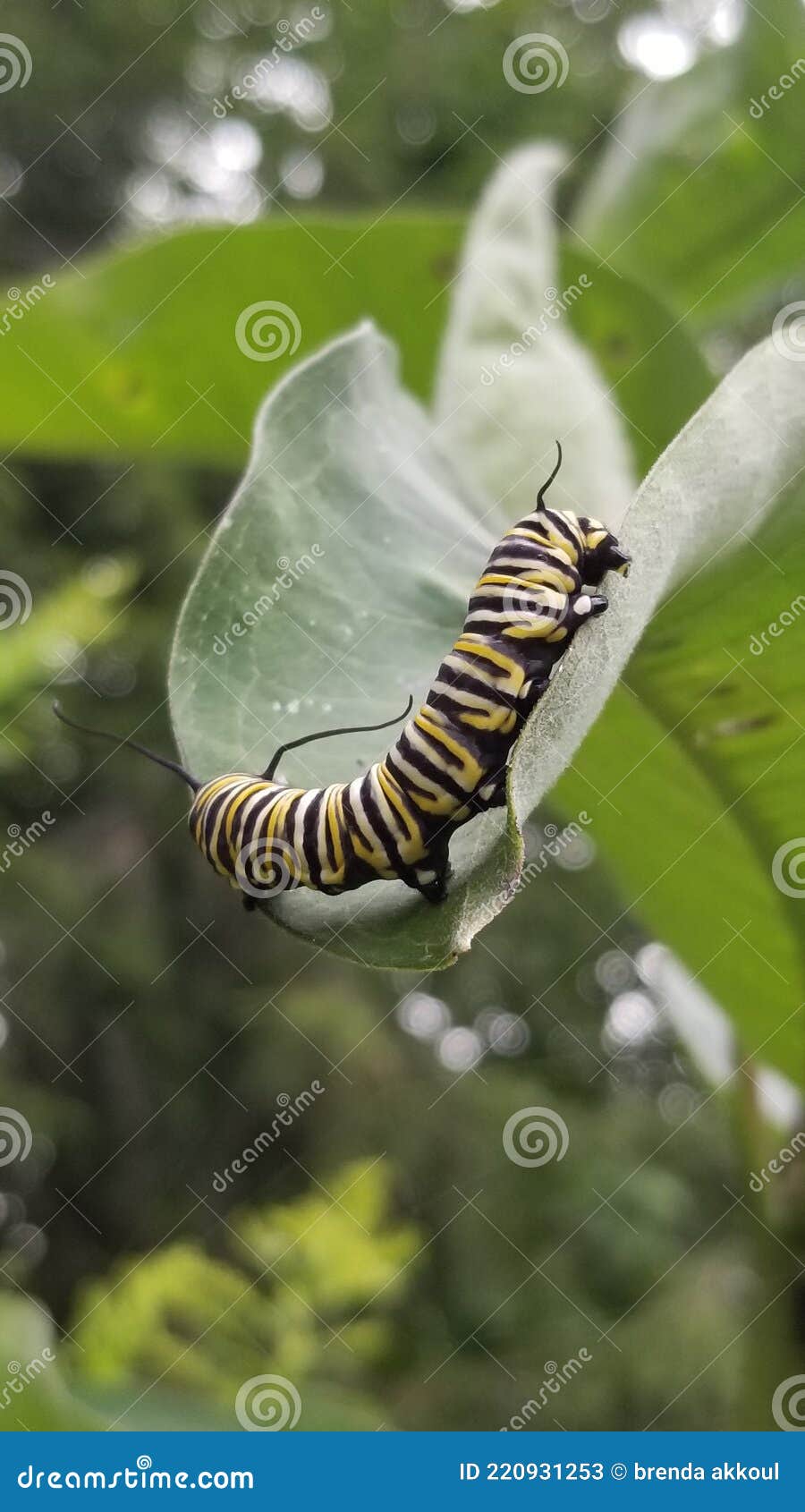 Caterpillar Getting Ready To Spin Cocoon Stock Image - Image of branch ...