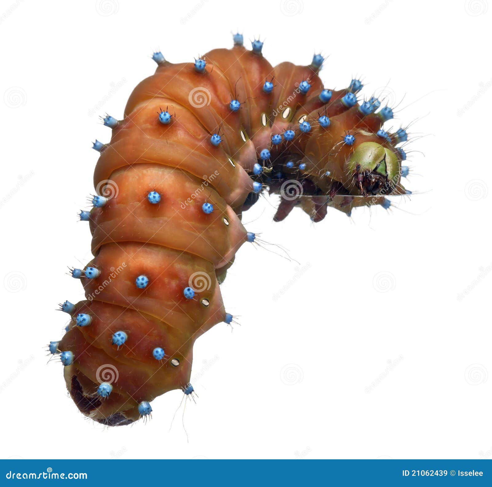206 Peacock Worm Stock Photos - Free & Royalty-Free Stock Photos from ...