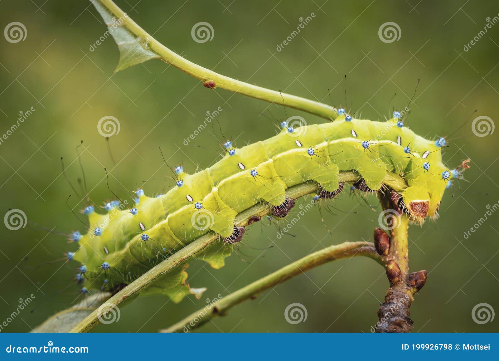 Caterpillar of Giant Peacock Moth Saturnia Pyri Stock Photo - Image of ...