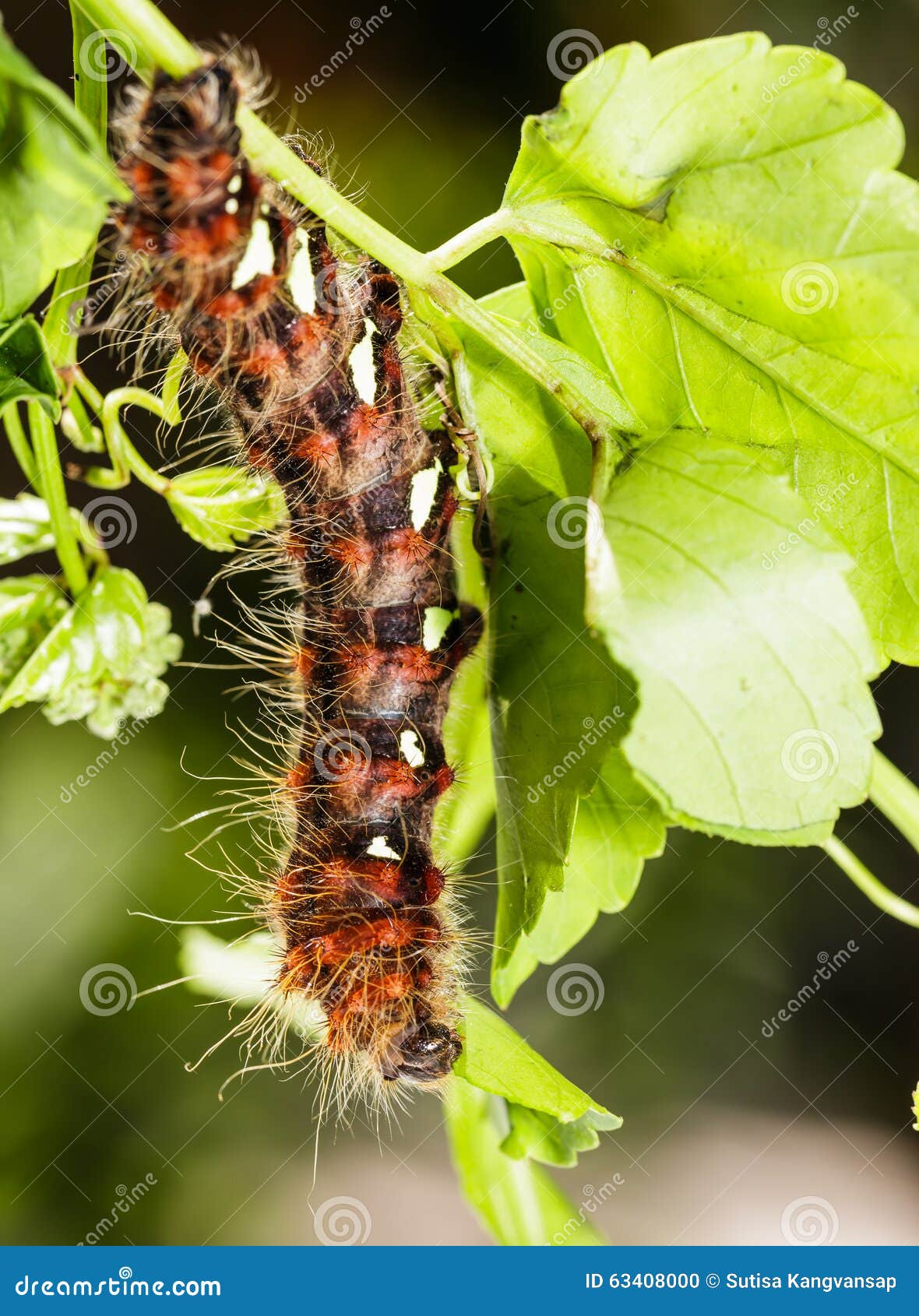 Golden Emperor Moth, Loepa Katinka, Bhandardara, Maharashtra, India ...
