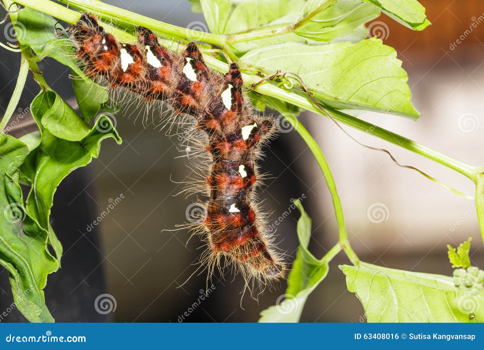 Golden Emperor Moth, Loepa Katinka, Bhandardara, Maharashtra, India ...