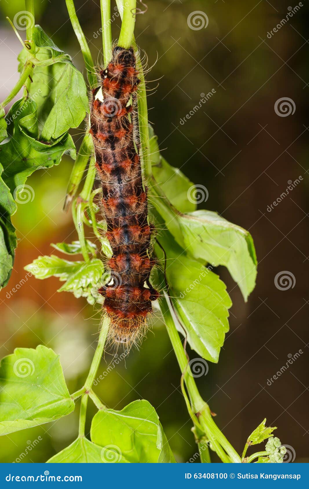 Golden Emperor Moth, Loepa Katinka, Bhandardara, Maharashtra, India ...