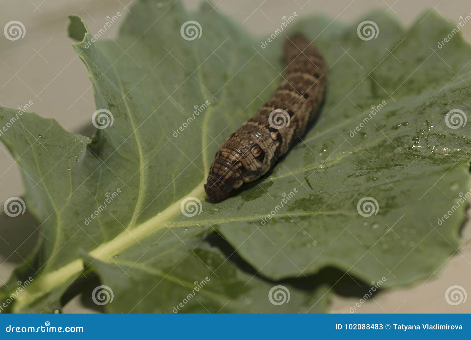 Caterpillar stock image. Image of beauty, garden, spring - 102088483