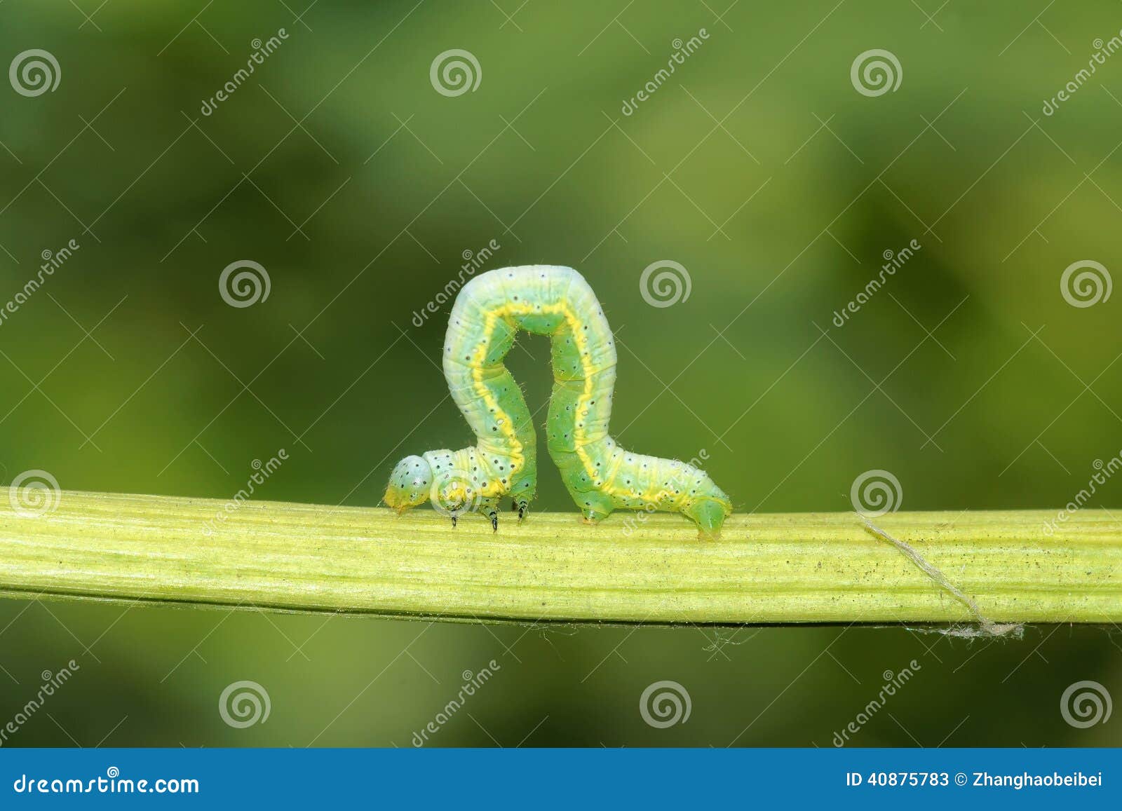 Green Inchworms