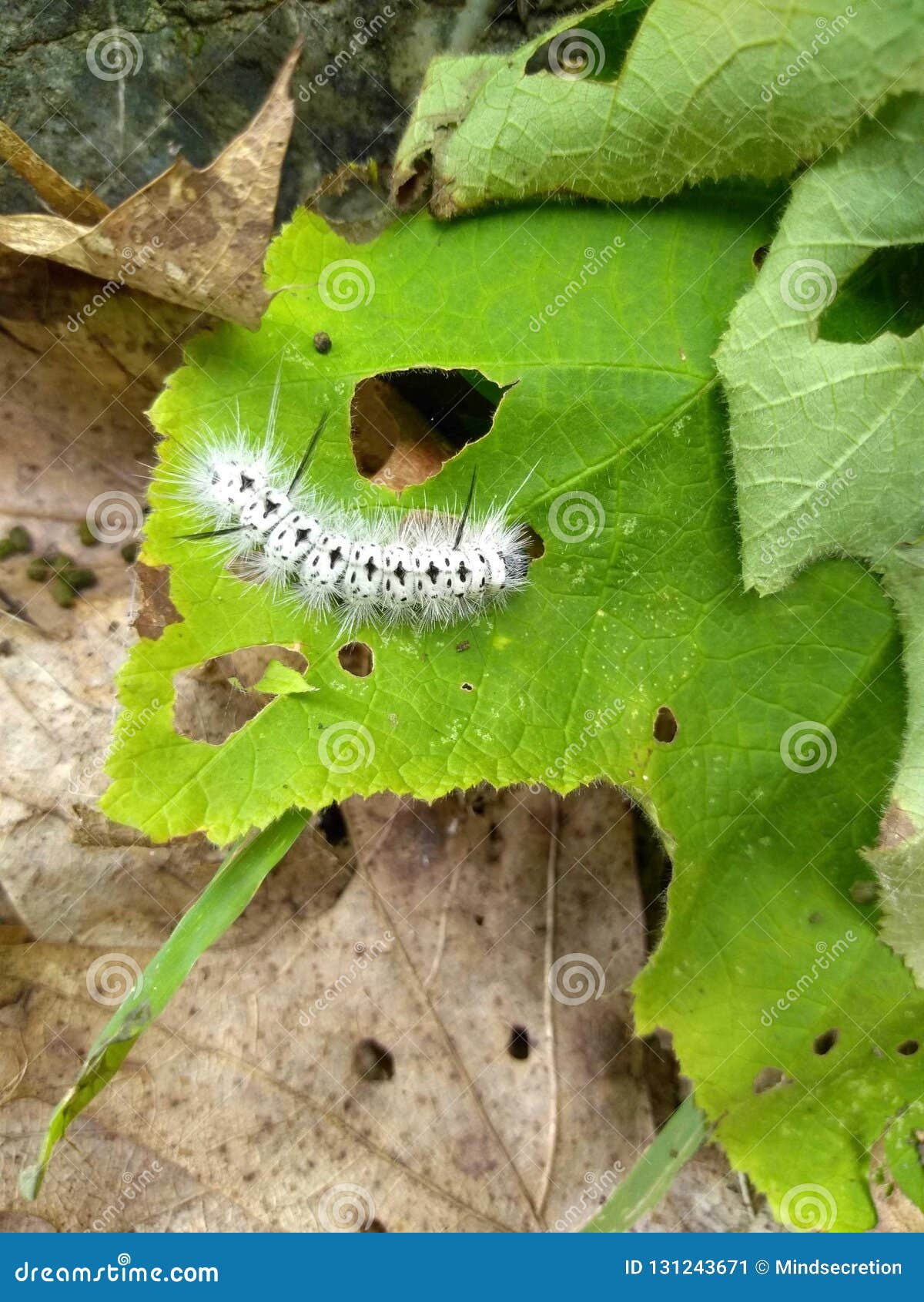 Caterpillar on a Green Leaf Stock Image - Image of caterpillar, black ...