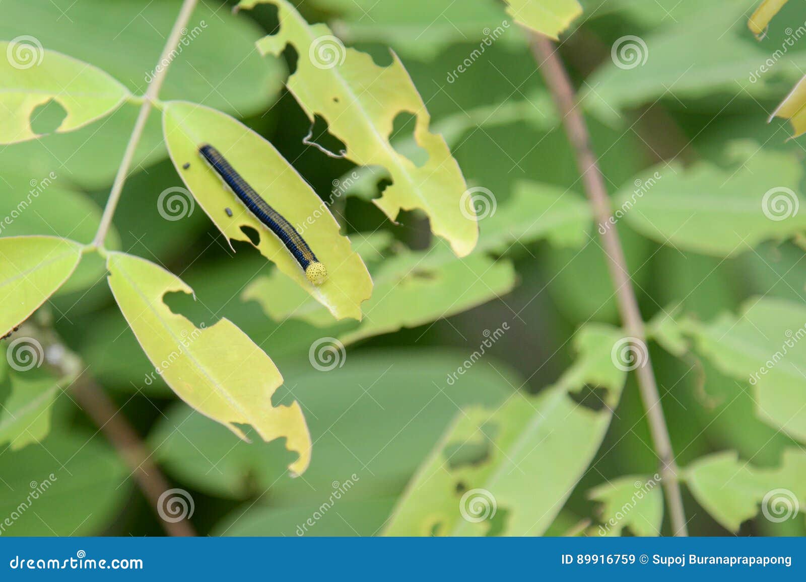 Caterpillar on a Green Leaf. Worm Eating Green Leaves Stock Image ...
