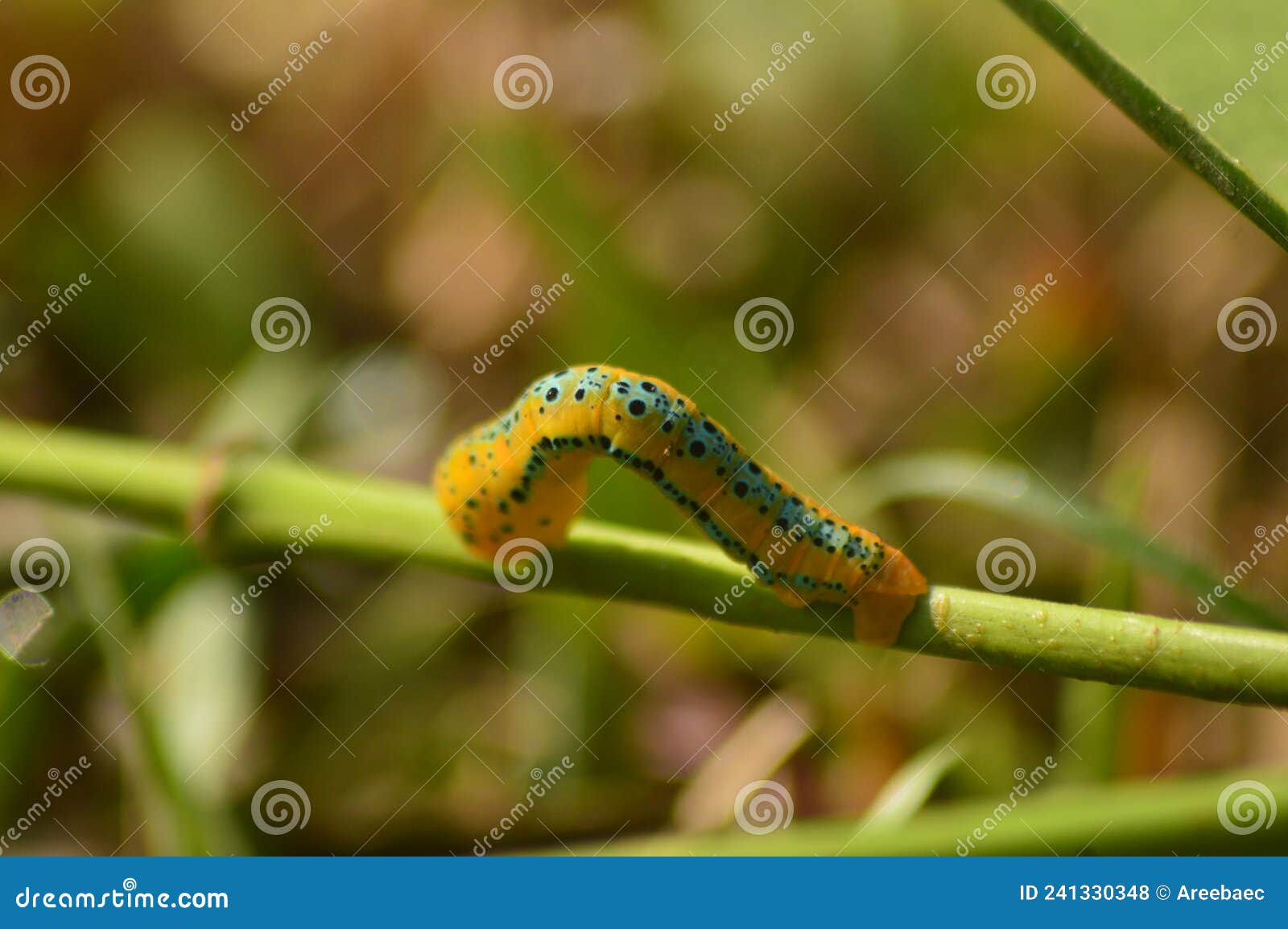 Green Stick Bug Aka Ramulus Artemis,aka Vietnamese Stick Insect Royalty ...