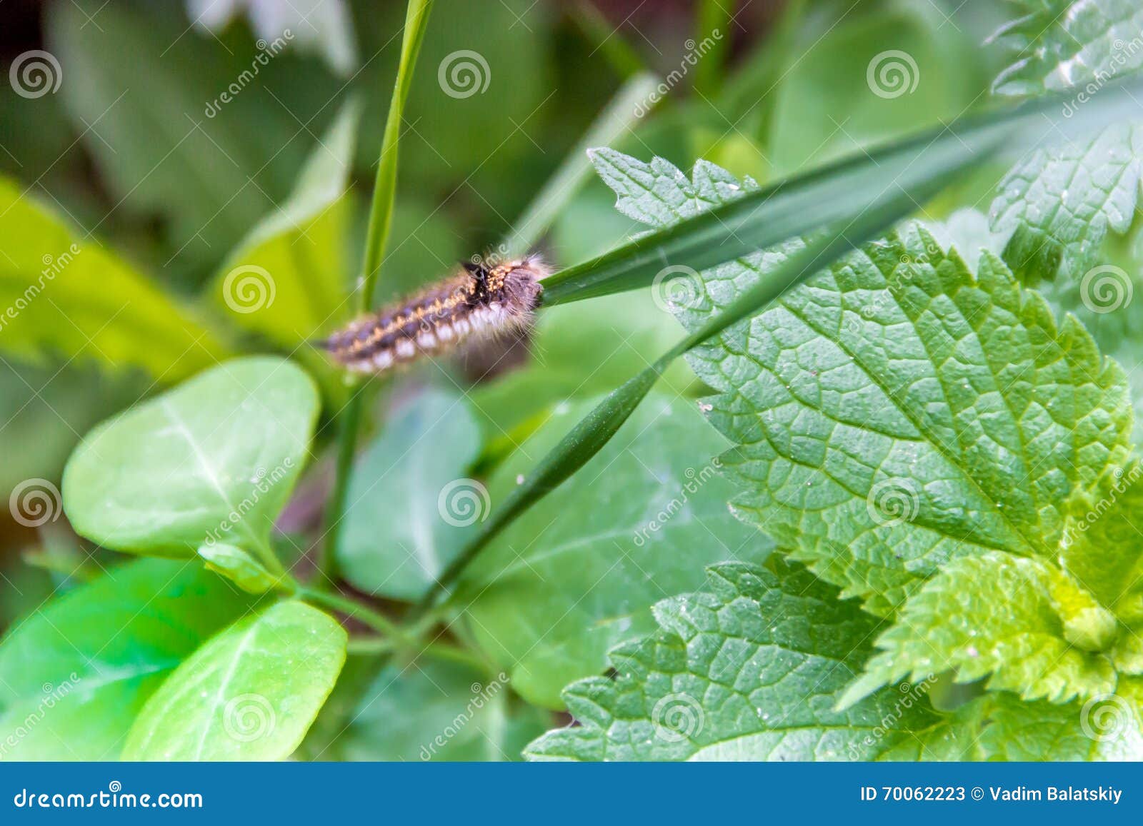 Caterpillar on a Green Tree Leaf Stock Image - Image of nature, plant ...