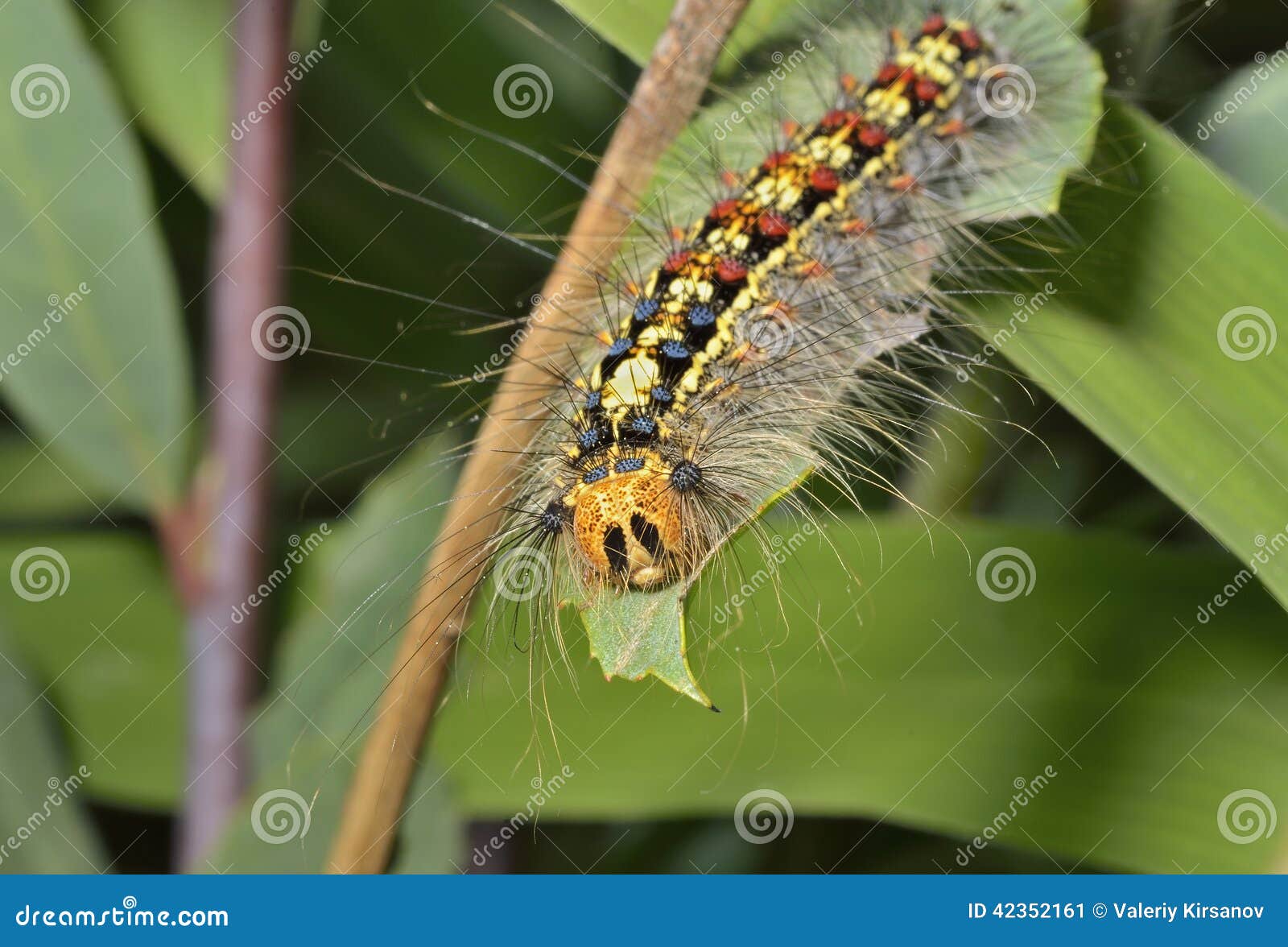 Caterpillar of Gypsy Moth 5 Stock Image - Image of wild, vibrant: 42352161