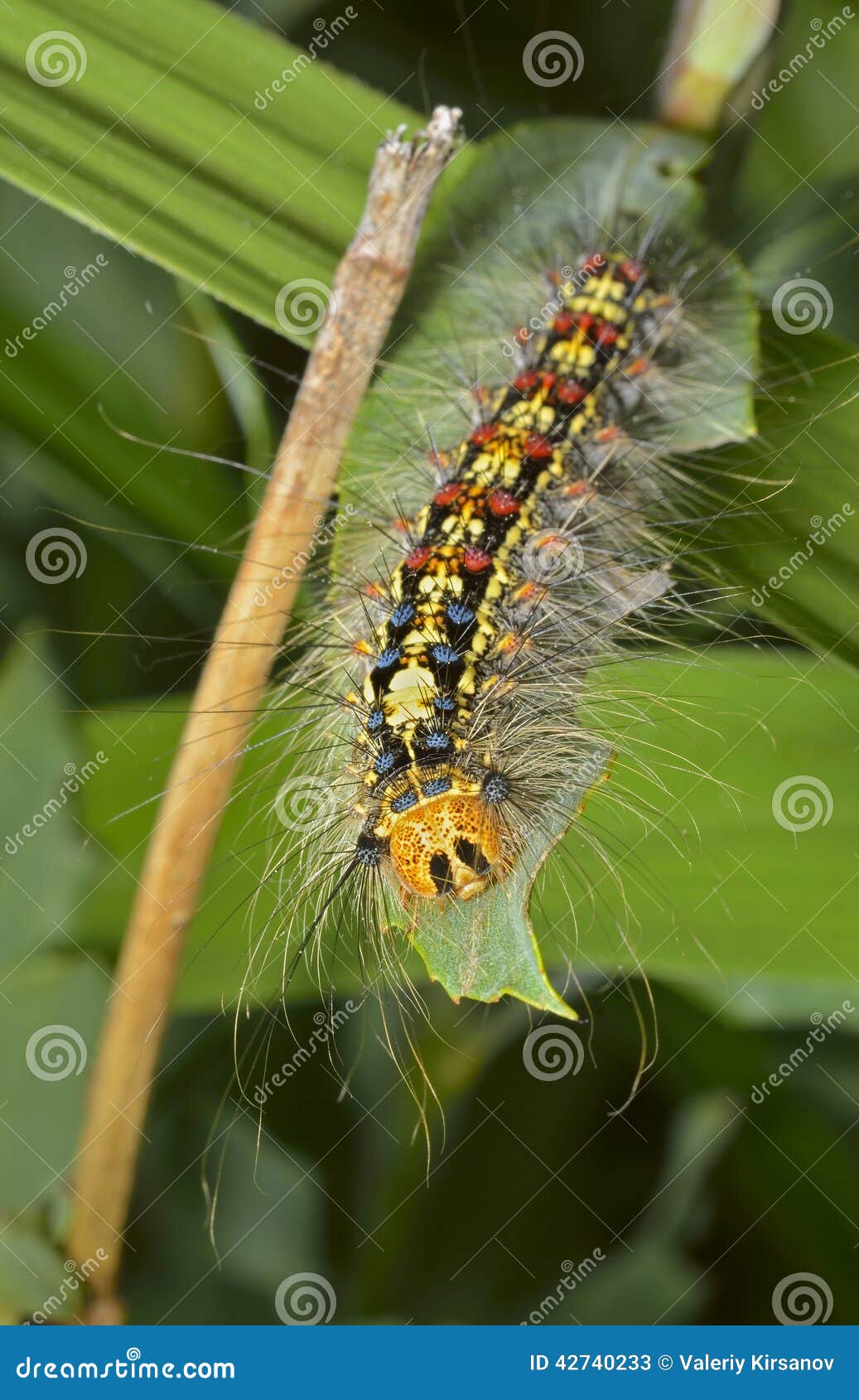 Caterpillar of Gypsy Moth 4 Stock Image - Image of lepidopterous, fauna ...