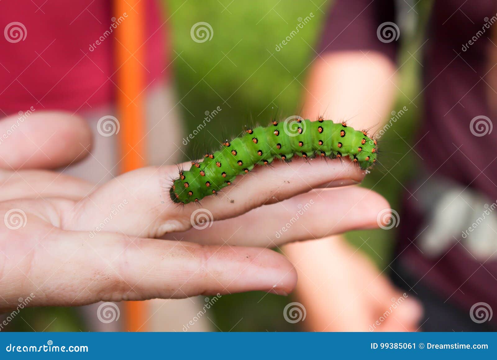 Caterpillar stock image. Image of unique, hand, caterpillar - 99385061