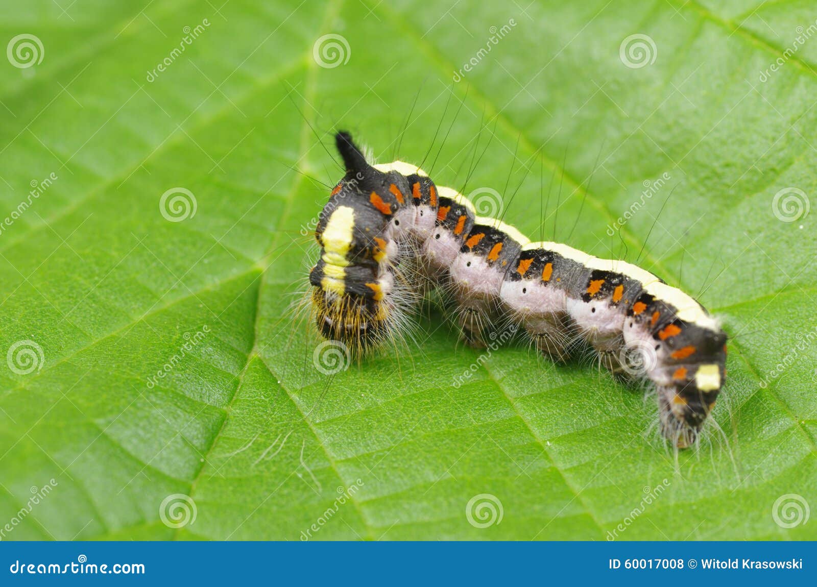 Caterpillar Insect At Forest Mangrove Royalty-Free Stock Photography ...