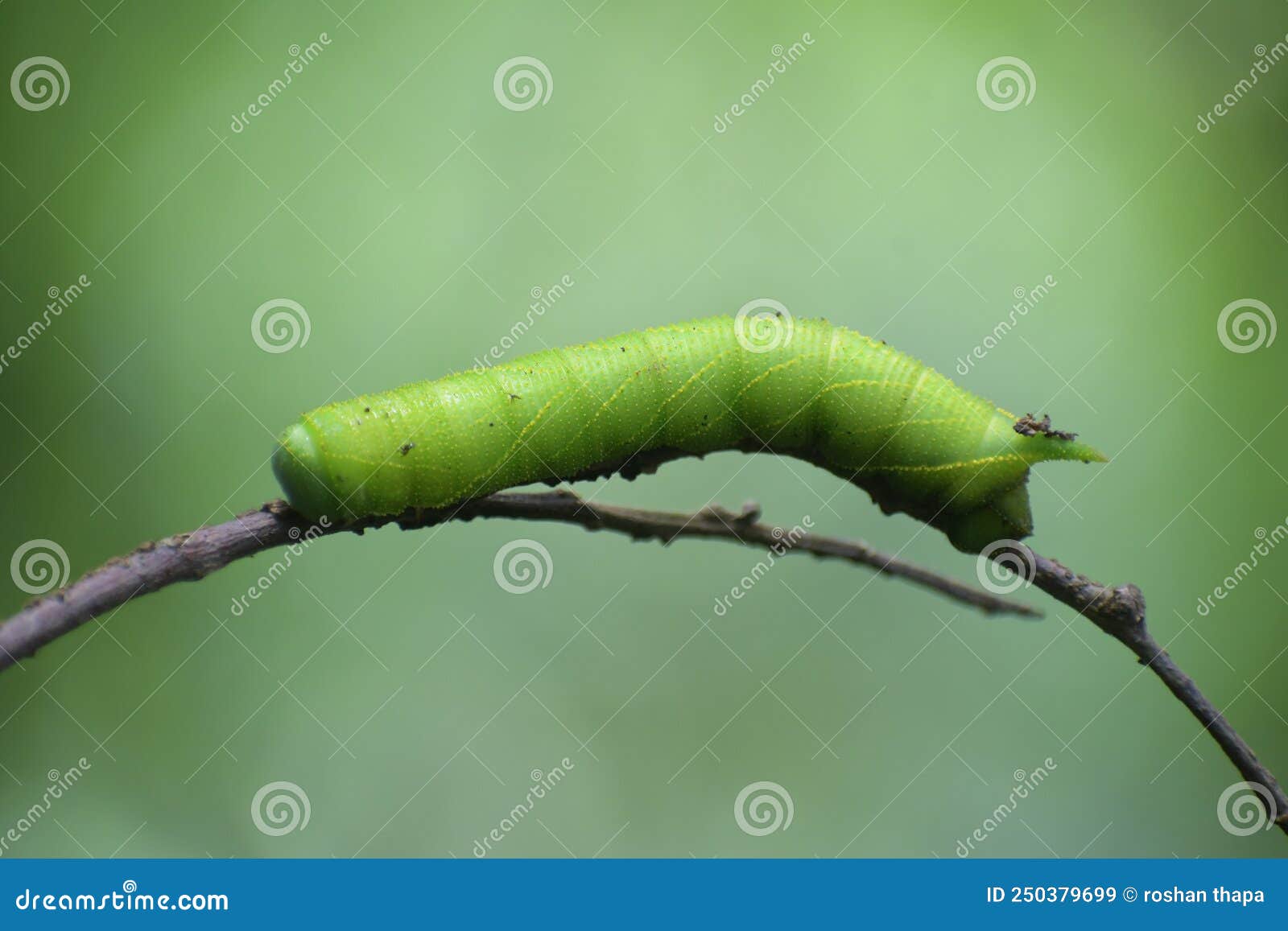 Caterpillar Insects - Caterpillar Stock Image - Image of insects, stage ...