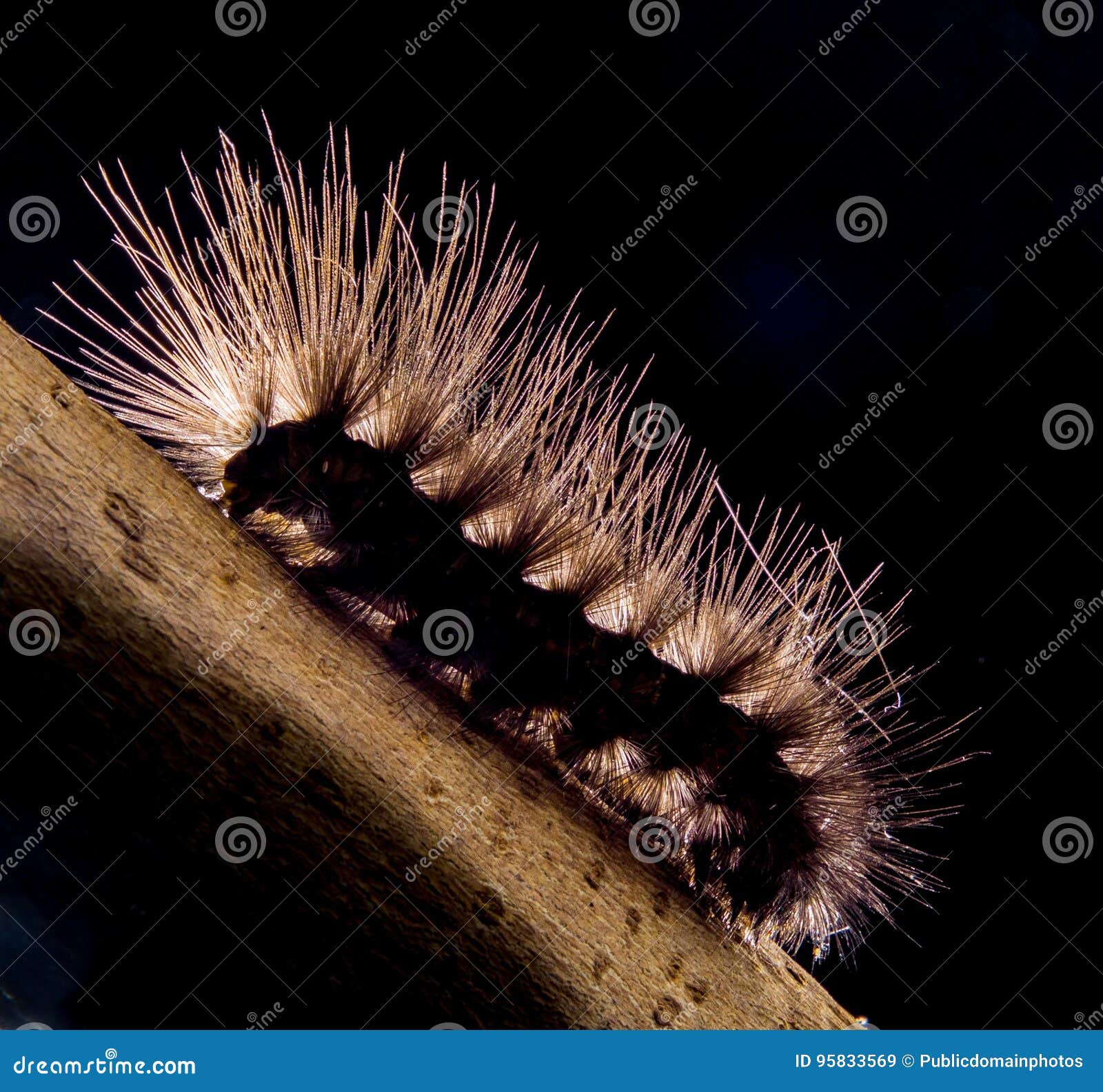 Caterpillar, Invertebrado, Larva, Inseto Imagem. Imagem: 95833569