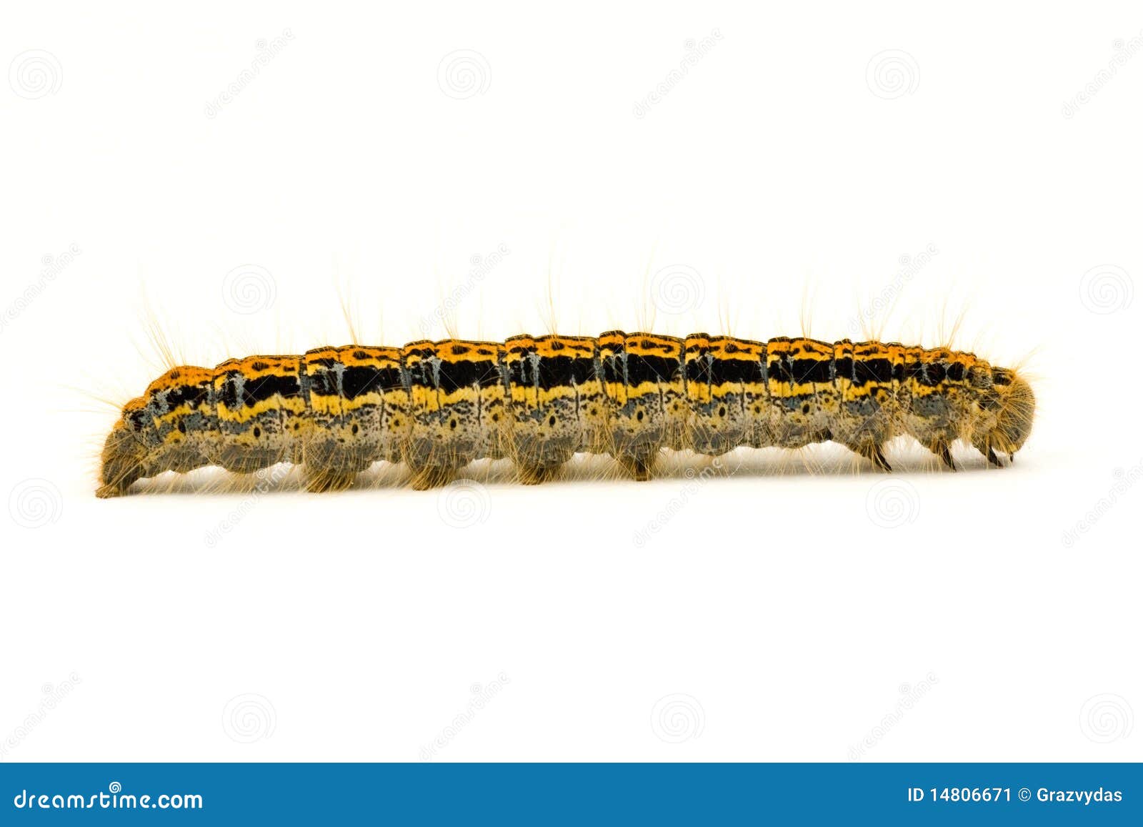 Caterpillar Isolated on White Stock Image - Image of fauna, crawling ...