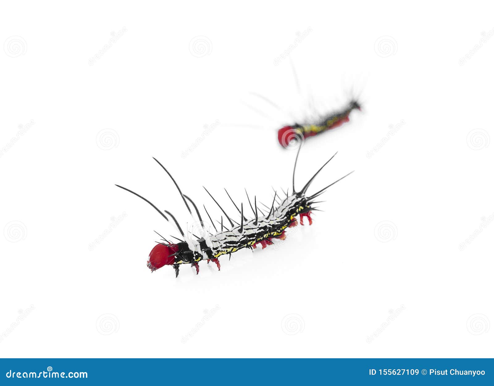 Caterpillar Isolated on White Background Stock Image - Image of ...