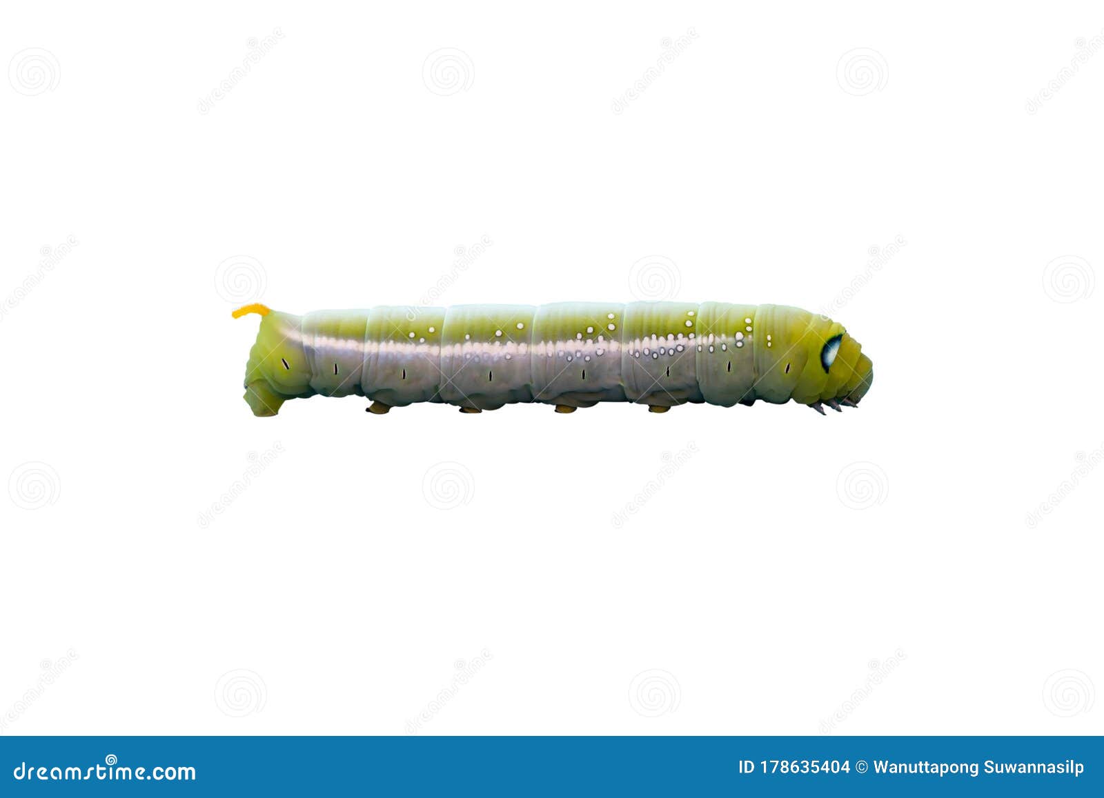 Caterpillar Isolated on White Background. Close Up Beautiful Green ...