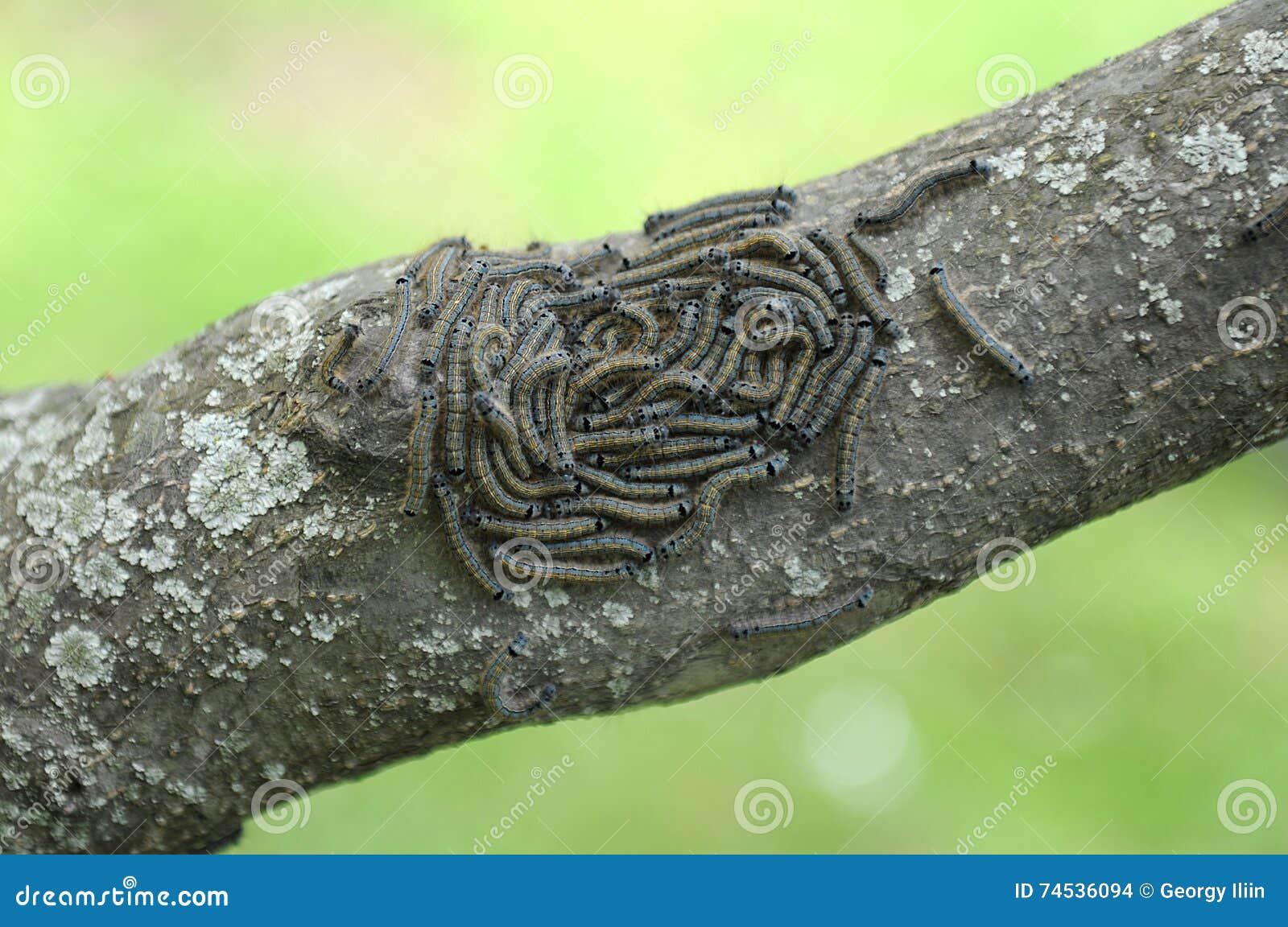 Caterpillar Lackey Moth Cluster on Tree Stock Photo - Image of lackey ...