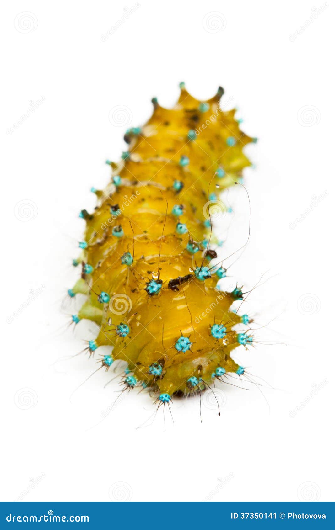 Caterpillar stock image. Image of green, background, white - 37350141