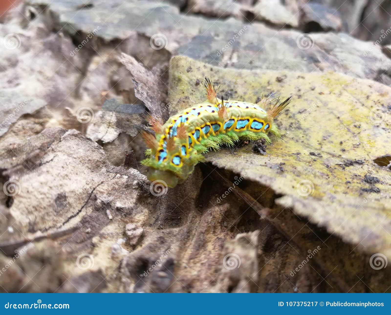 Insekt Av Larva Invertebrat Från Vattenpelare Bild. Bild: 107375217
