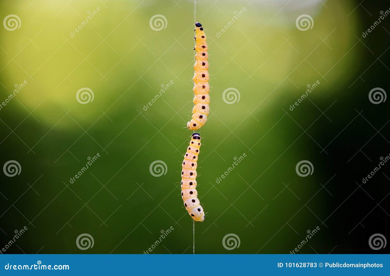 Caterpillar, Larva, Inseto, Invertebrado Imagem. Imagem: 101628783