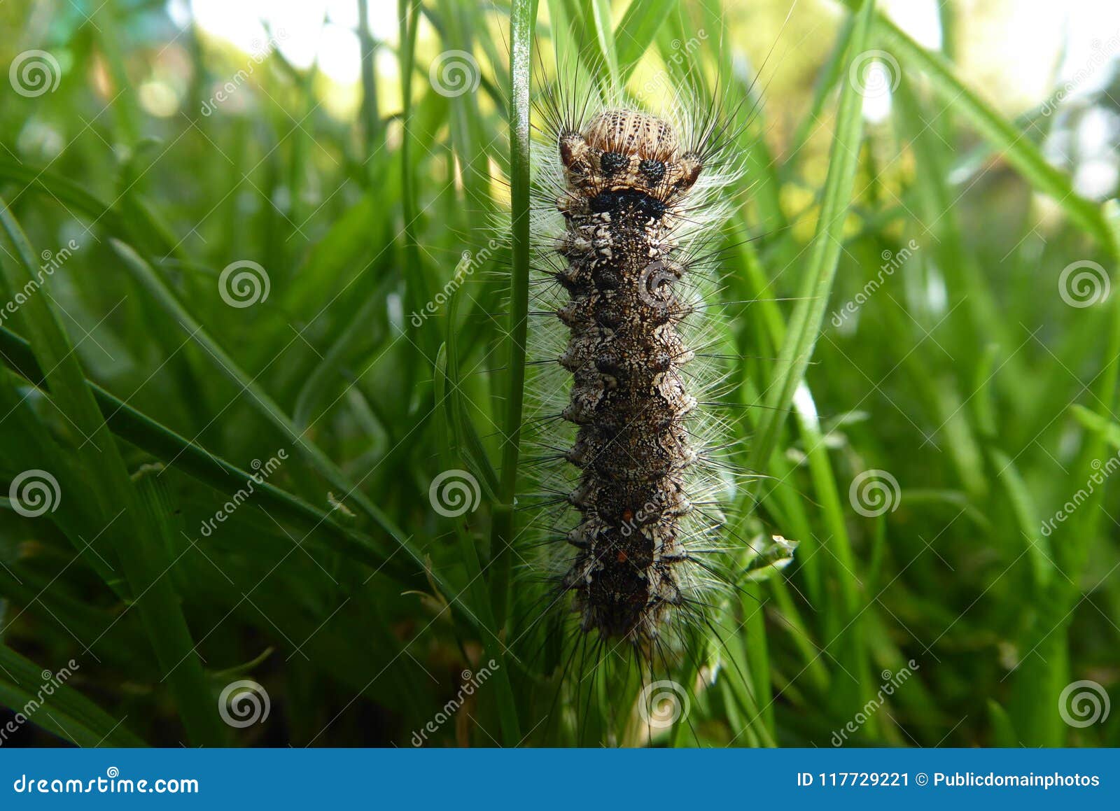 Caterpillar, Larva, Inseto, Invertebrado Imagem. Imagem: 117729221