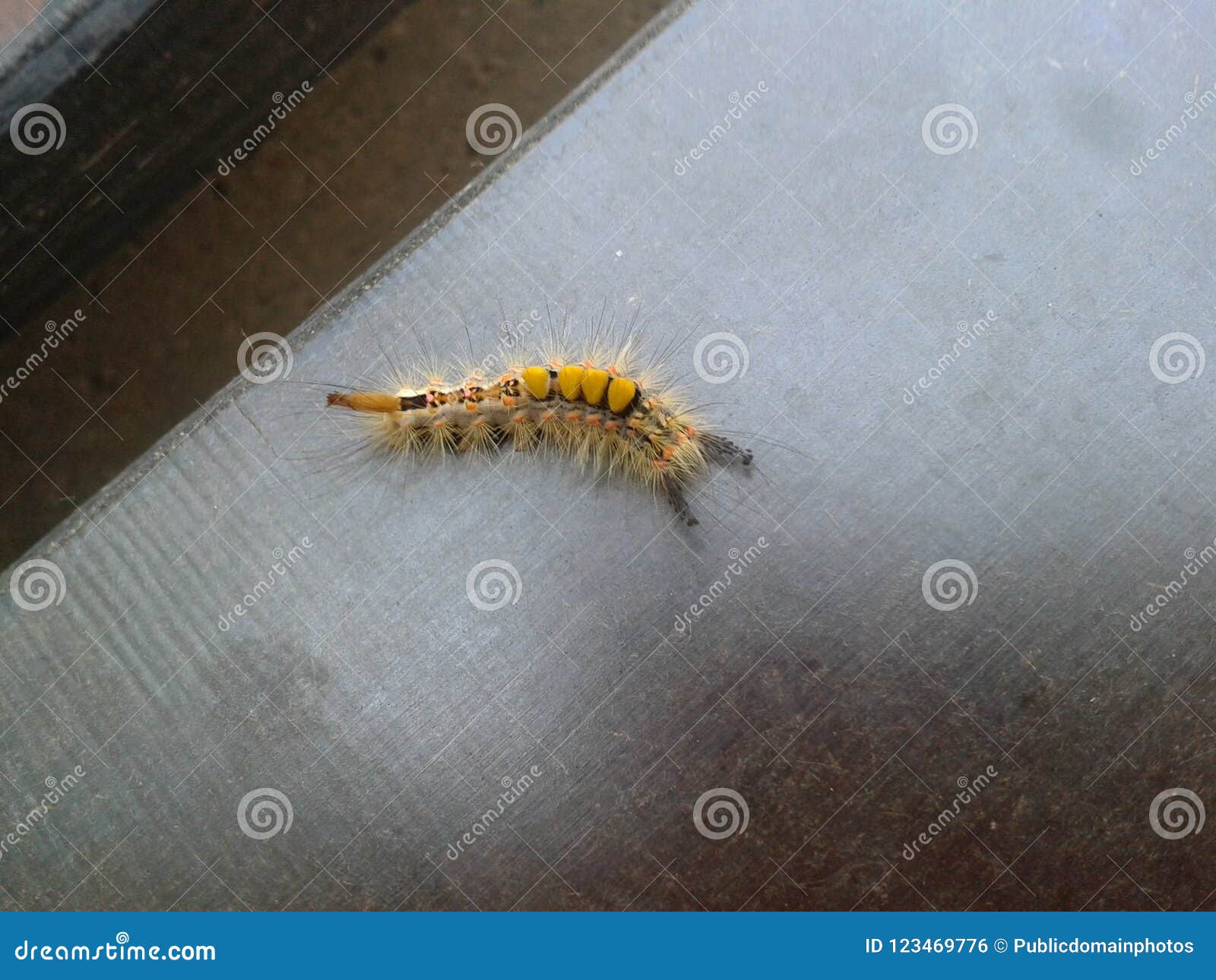 Caterpillar, Larva, Inseto, Invertebrado Imagem. Imagem: 123469776