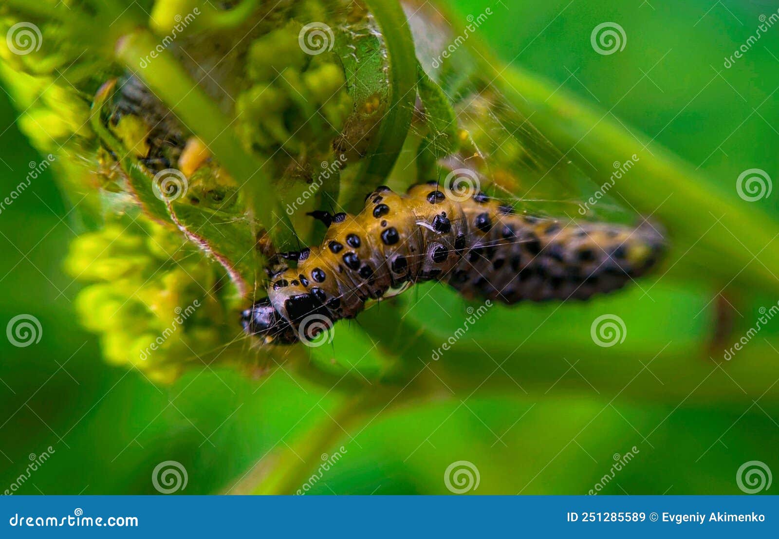 Caterpillar, Larva of Lepidoptera Insects Stock Image - Image of ...