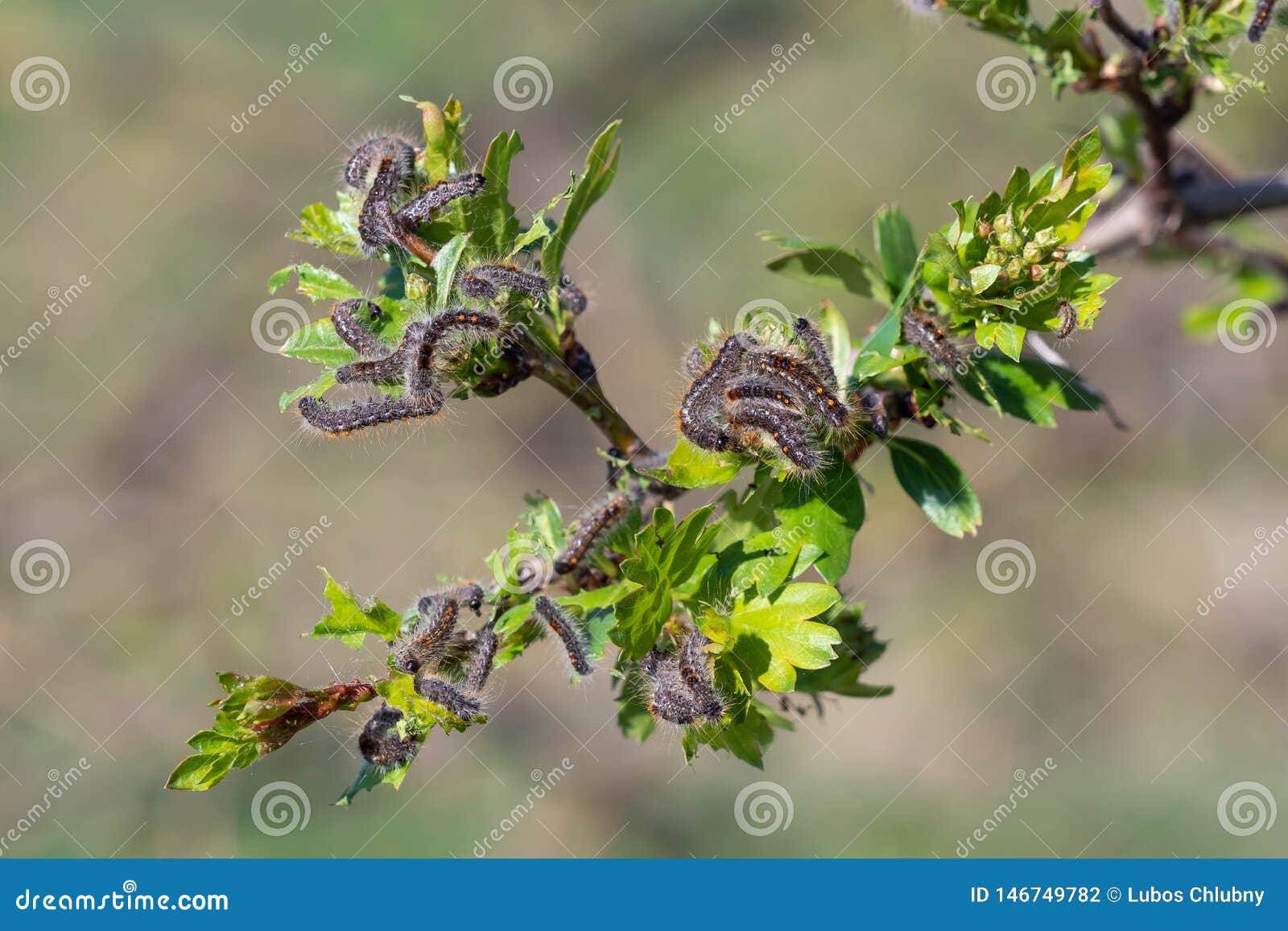 Caterpillar Larvae, Caterpillars On Tree. Royalty-Free Stock Photo ...