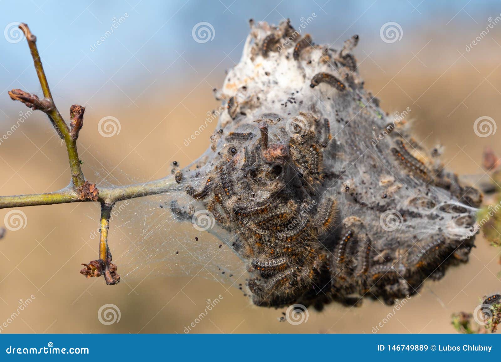 Caterpillar Larvae, Brown Tail Caterpillars on Tree Stock Image - Image ...
