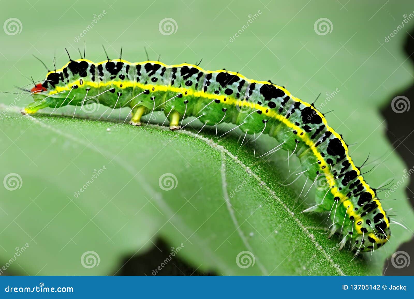 Caterpillar on leaf stock photo. Image of natural, animal - 13705142