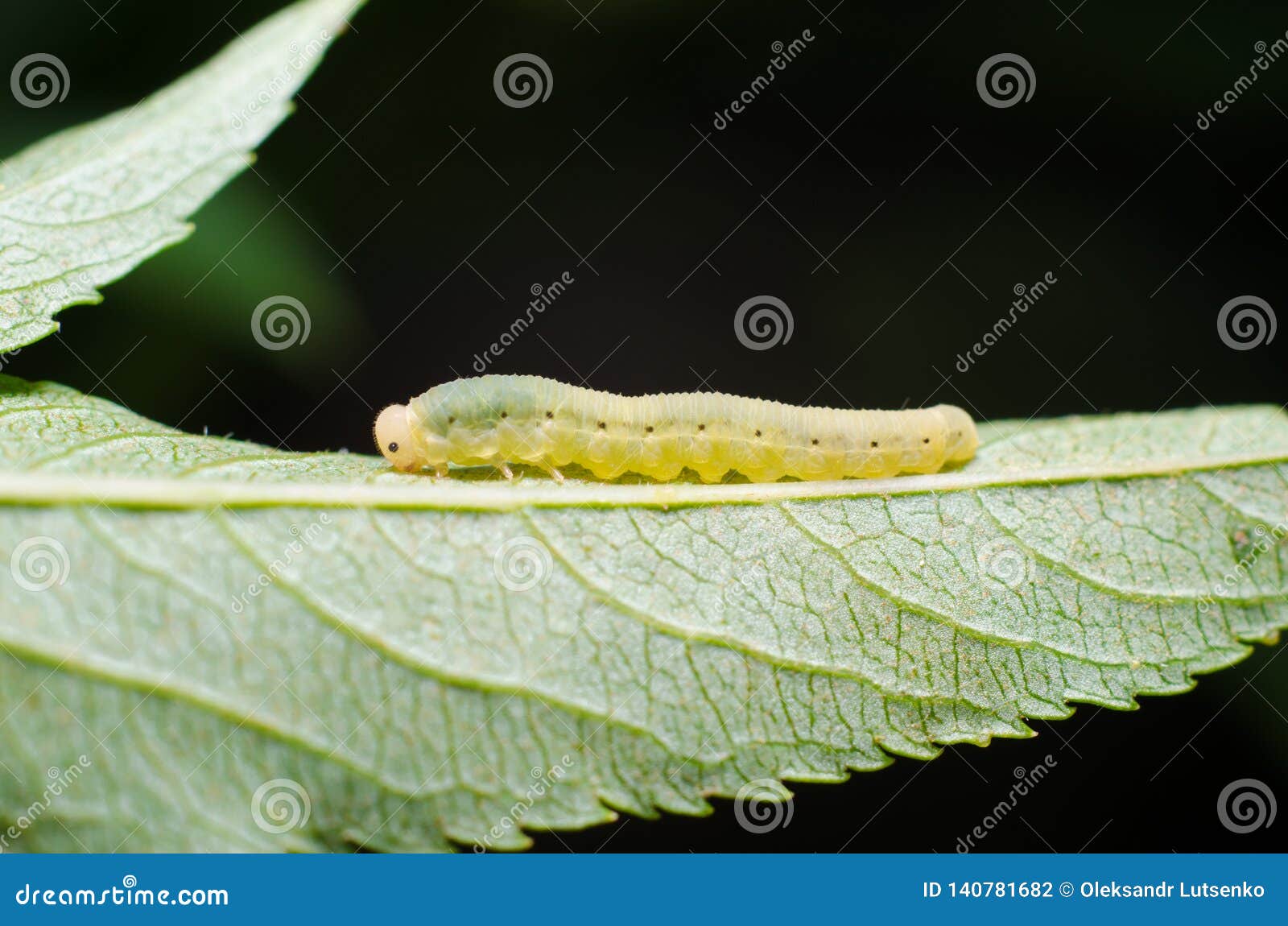 Caterpillar on a leaf stock photo. Image of leaf, single - 140781682