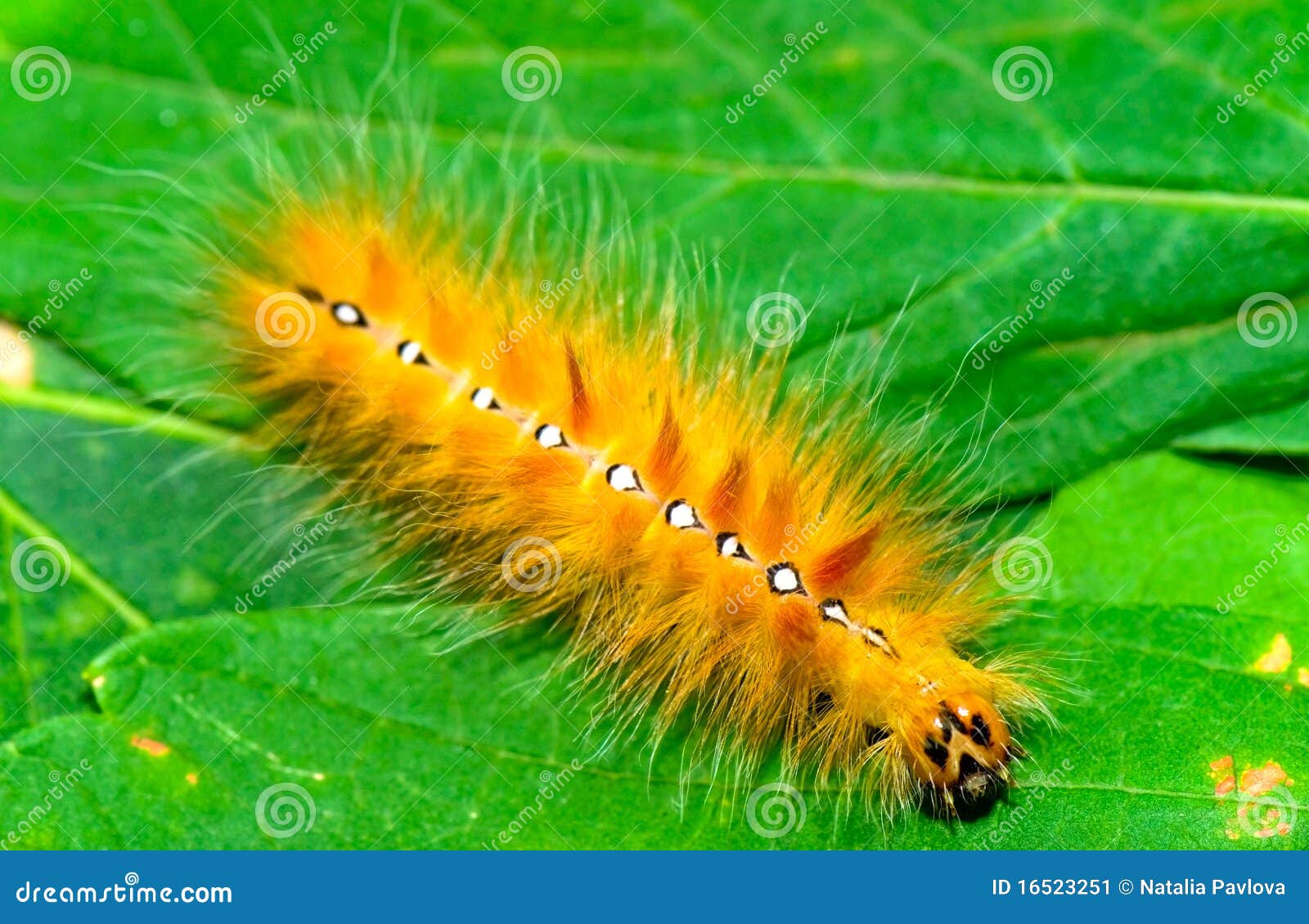 Caterpillar on the leaf stock image. Image of macro, larva - 16523251