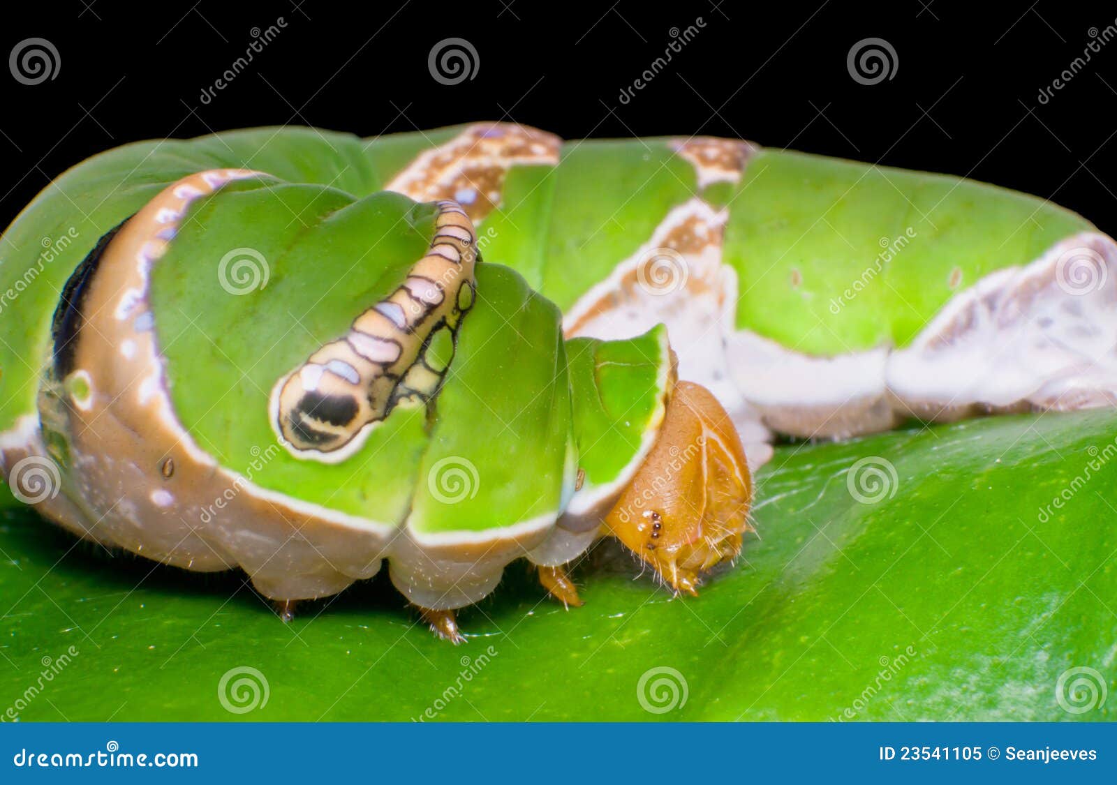 Caterpillar on leaf stock image. Image of colorful, closeup - 23541105