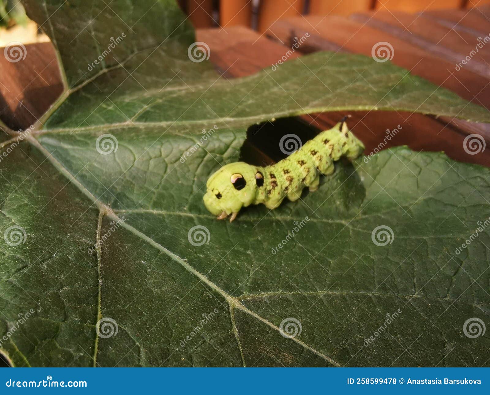 Caterpillar on a leaf stock photo. Image of caterpillar - 258599478