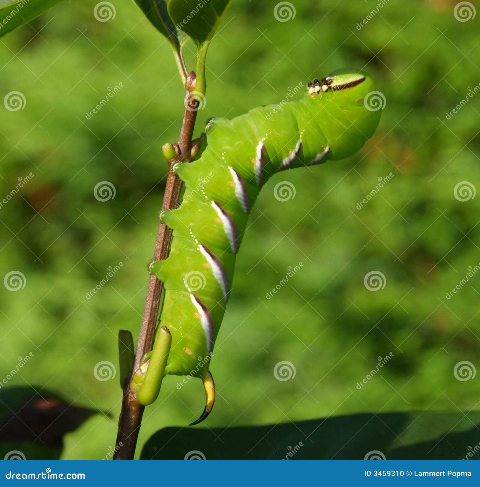 Caterpillar on leaf stock photo. Image of green, camouflaged - 3459310