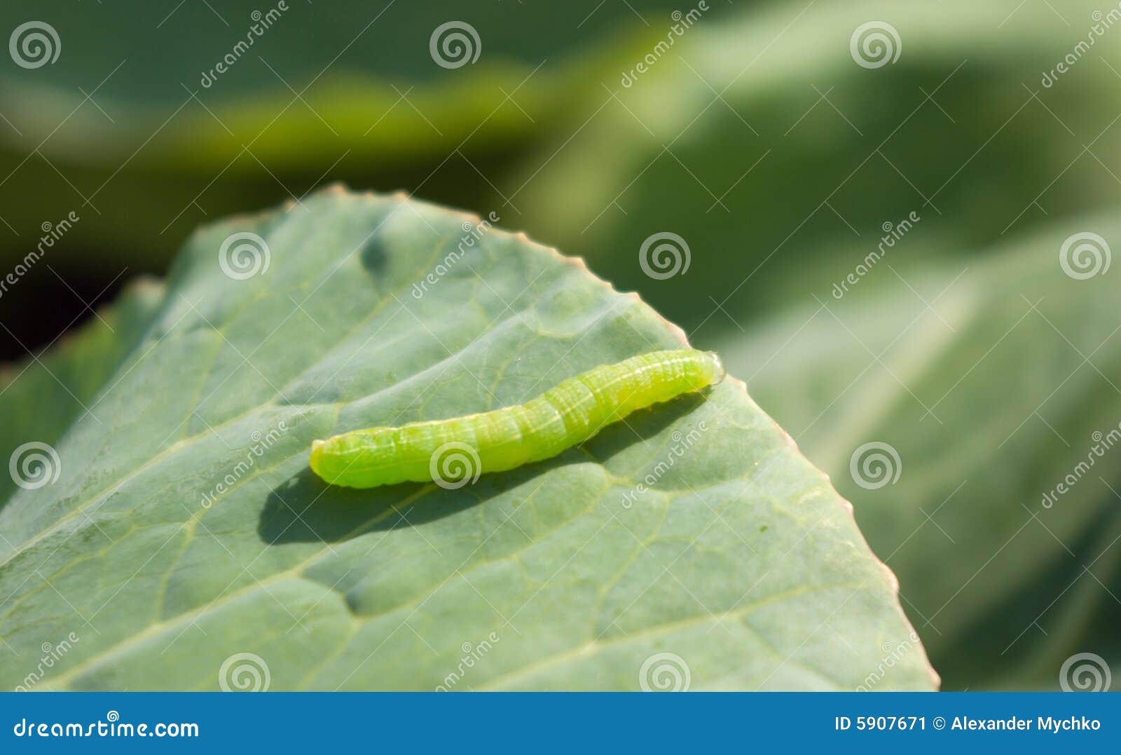 The Caterpillar Of The Cabbage Butterfly Larvae Eat The Leaves Of The ...