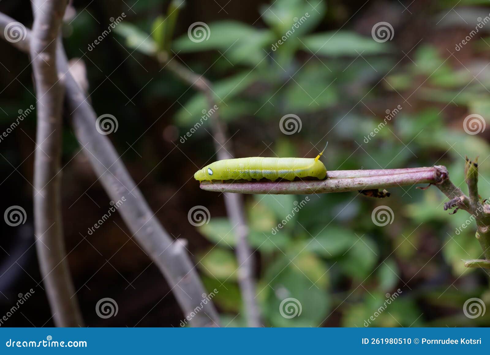 Caterpillar on the Leaf of a Flower Stock Photo - Image of spring ...