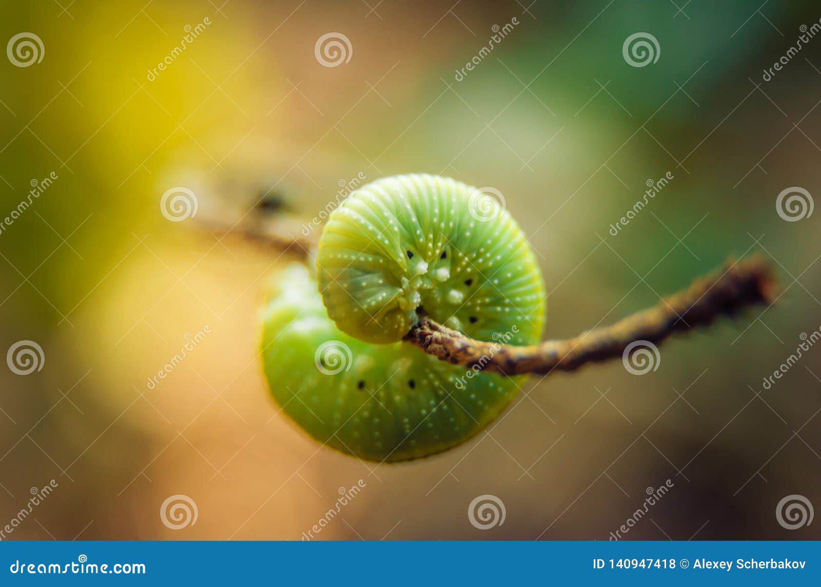 Caterpillar On A Leaf Stock Photography | CartoonDealer.com #140947418