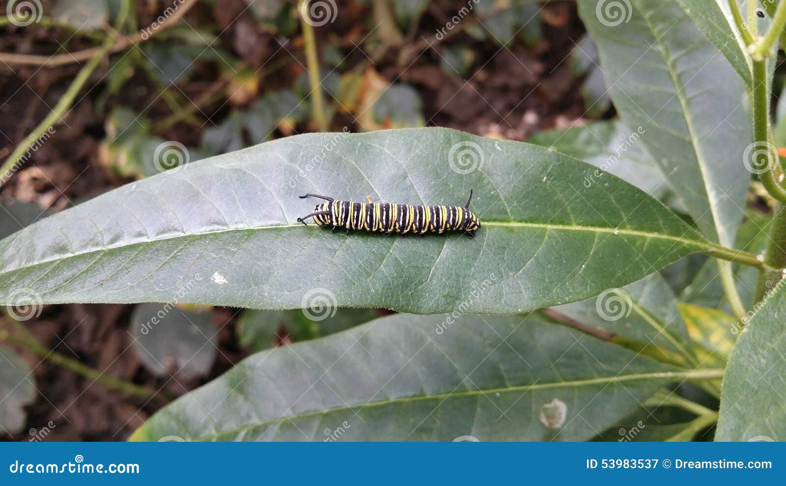 Caterpillar On A Leaf Stock Photography | CartoonDealer.com #140947418