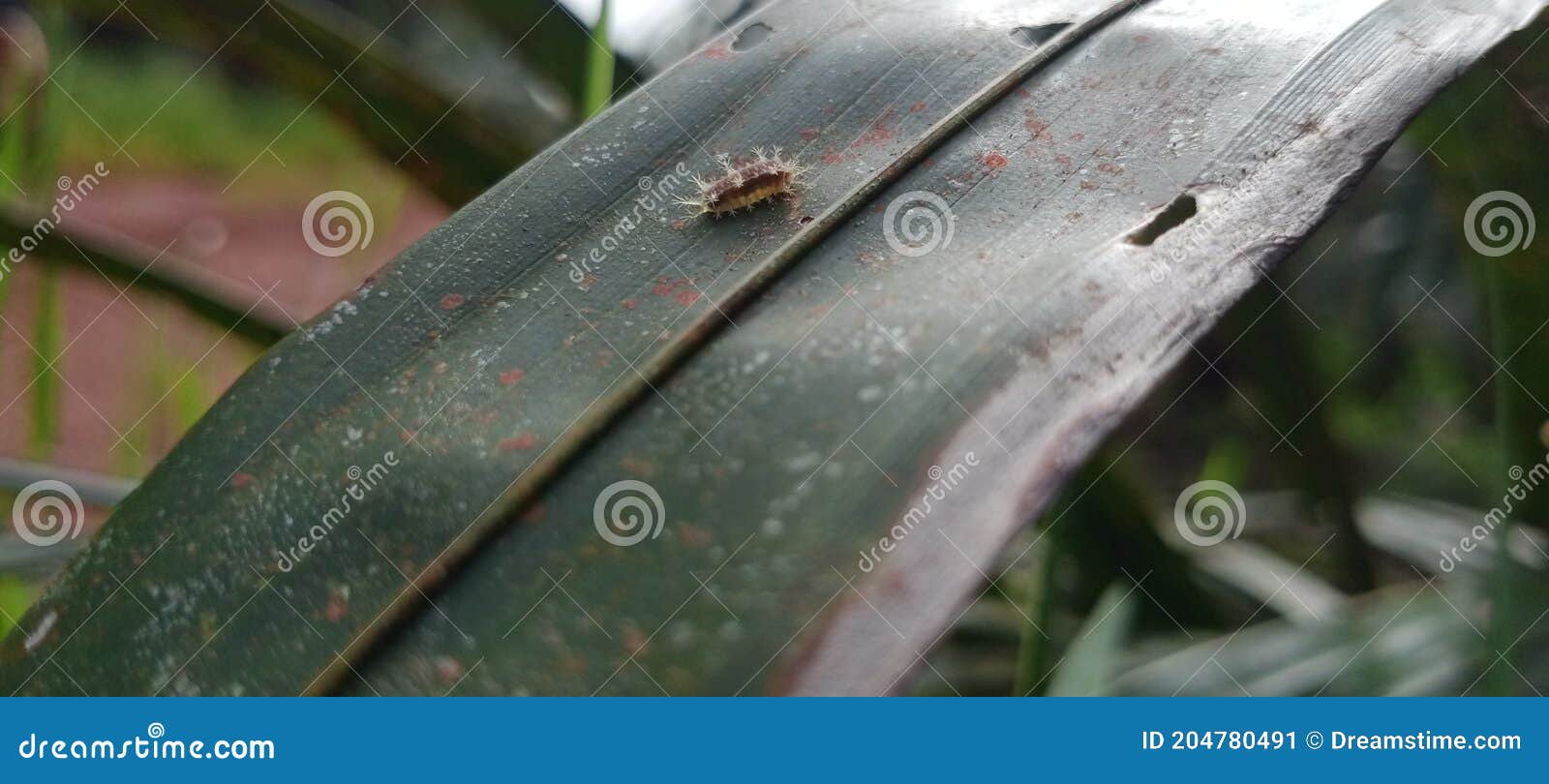 The Big Caterpillar On A Leaf. Caterpillars Eating The Leaves Royalty ...