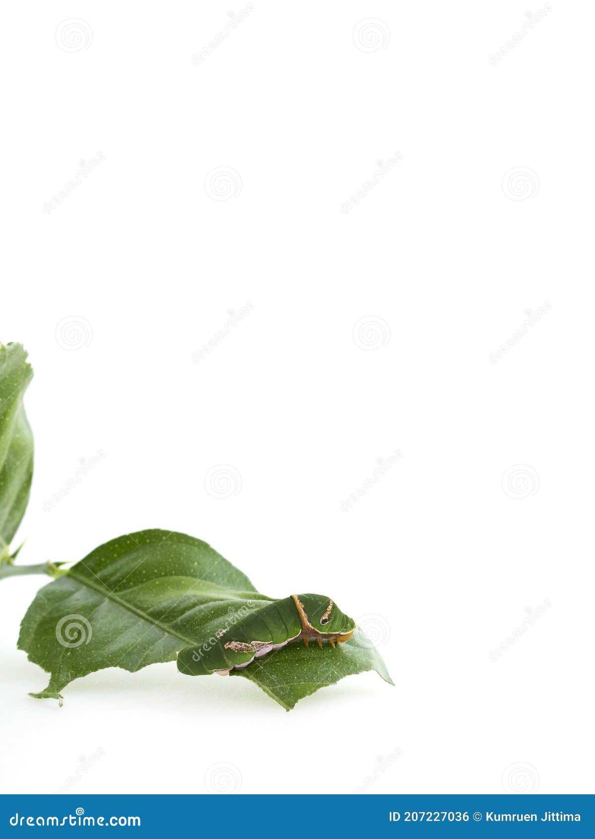 Caterpillar with Leaves Isolated on White Stock Photo - Image of green ...