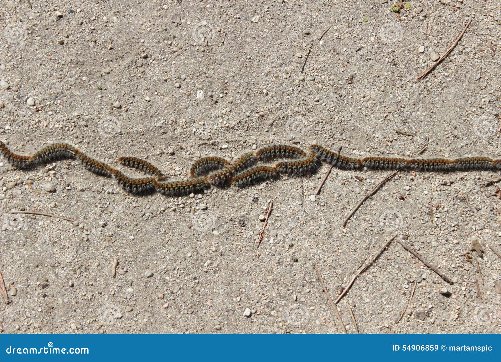 Caterpillar line stock image. Image of worm, ground, gusano - 54906859