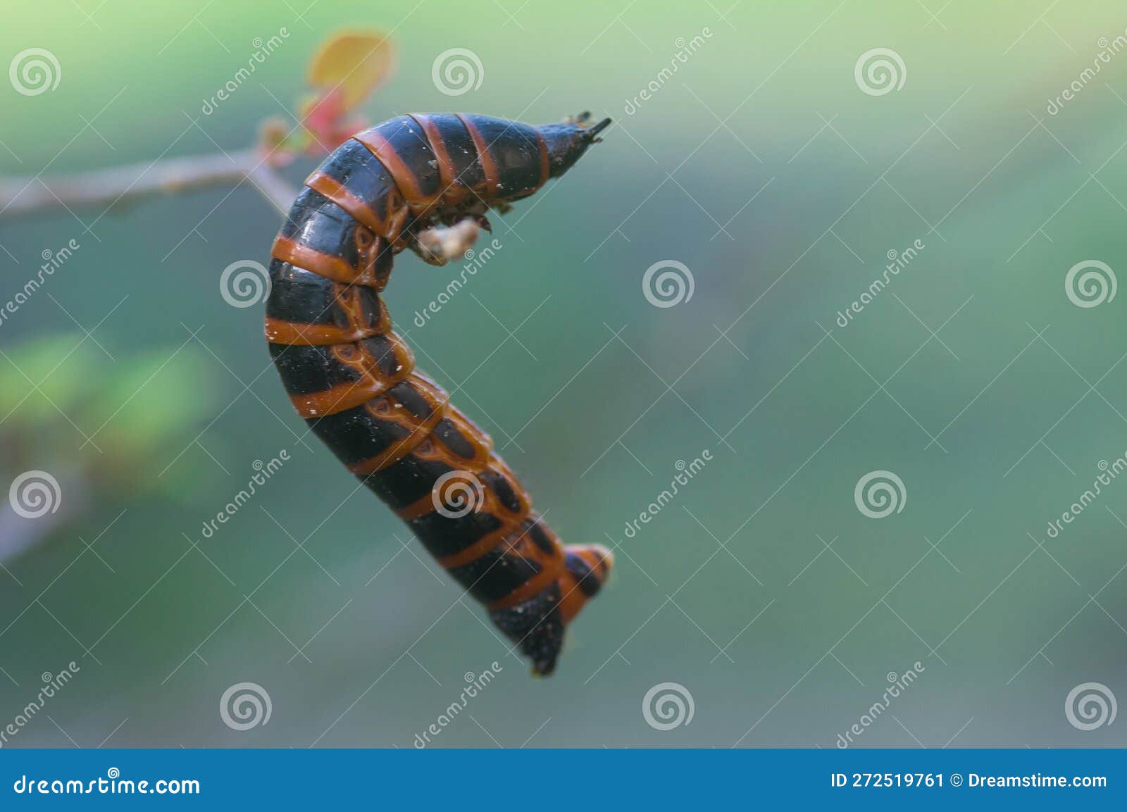 Caterpillar on a log stock image. Image of natural, detil - 272519761