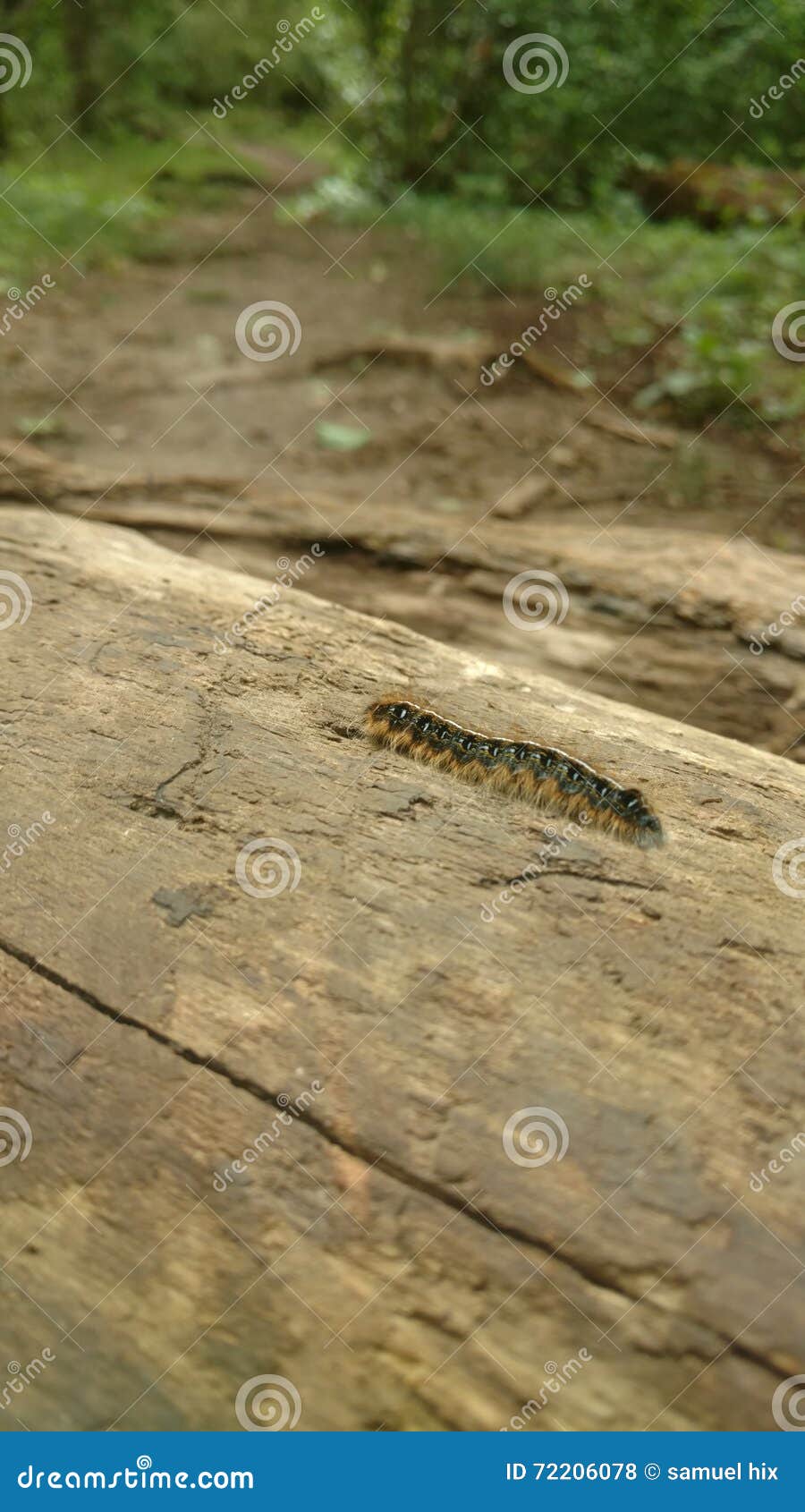 Caterpillar stock photo. Image of insects, nature, caterpillar - 72206078